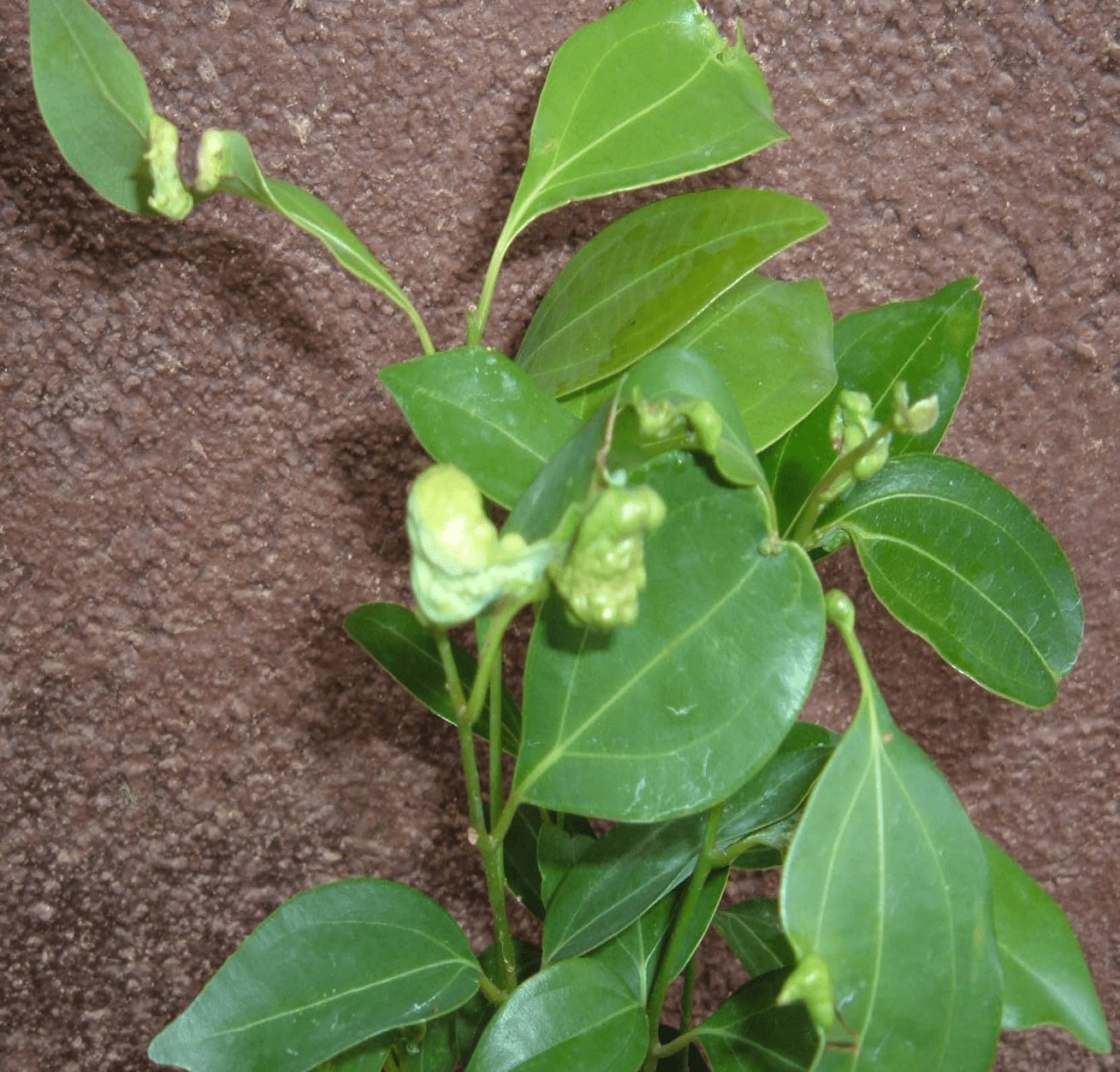 Disease and Pest Management – Department of Cinnamon Development