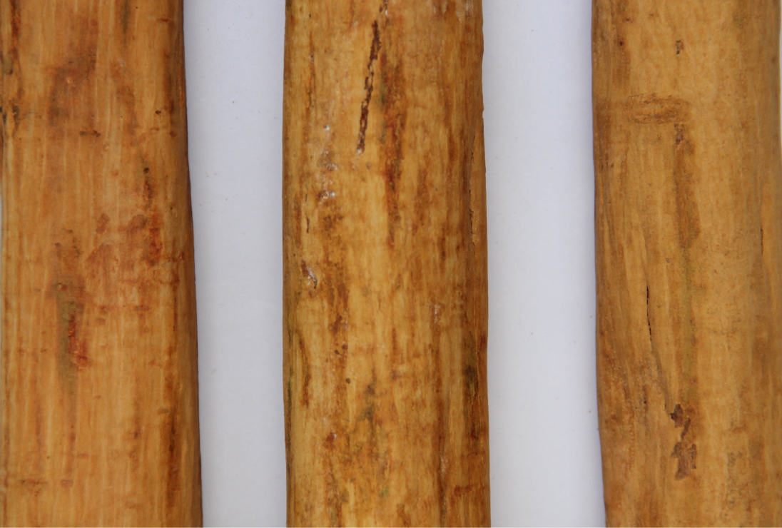 Post Harvest Technology – Department of Cinnamon Development