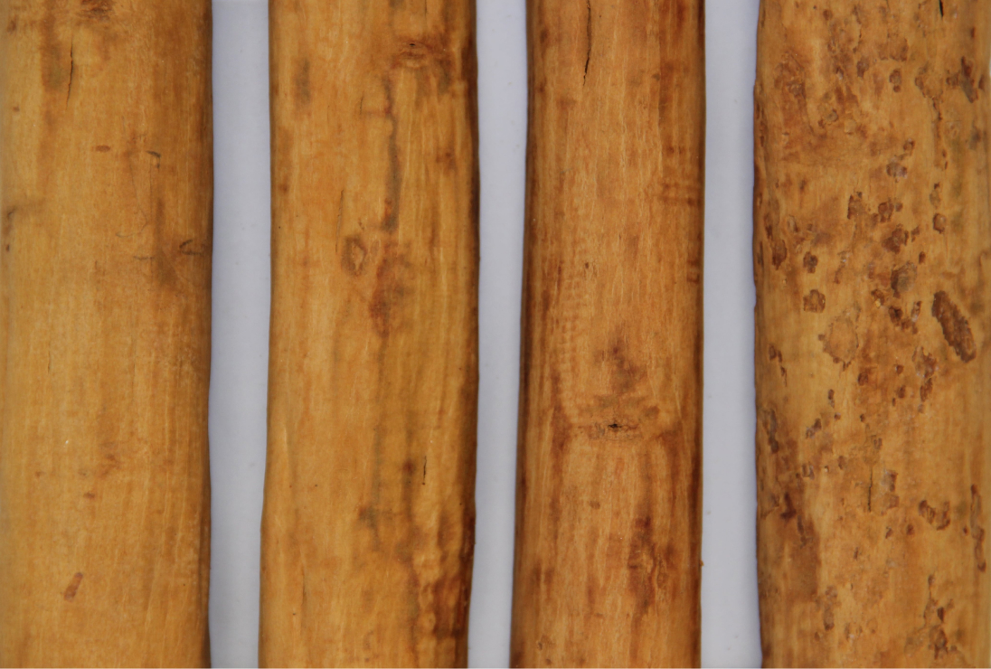 Post Harvest Technology – Department of Cinnamon Development