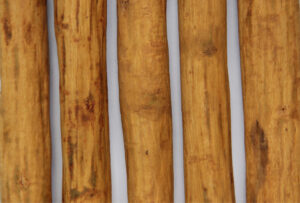 Post Harvest Technology – Department of Cinnamon Development