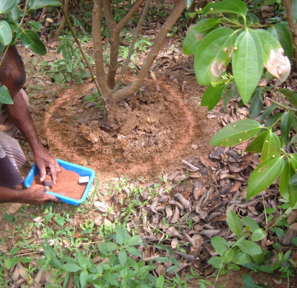 Cinnamon Cultivation – Department of Cinnamon Development