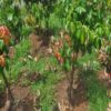 Cinnamon Cultivation – Department of Cinnamon Development